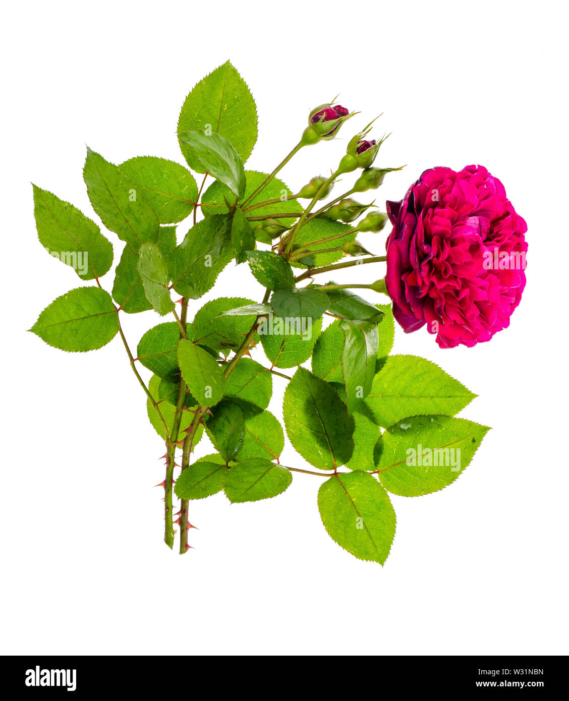 Dark pink rose hi-res stock photography and images - Alamy