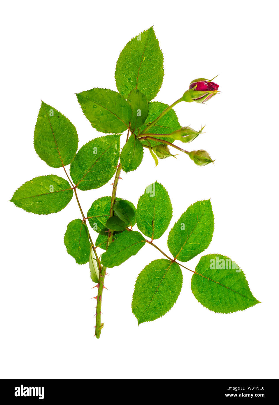 Branch of dark pink rose flower Stock Photo - Alamy