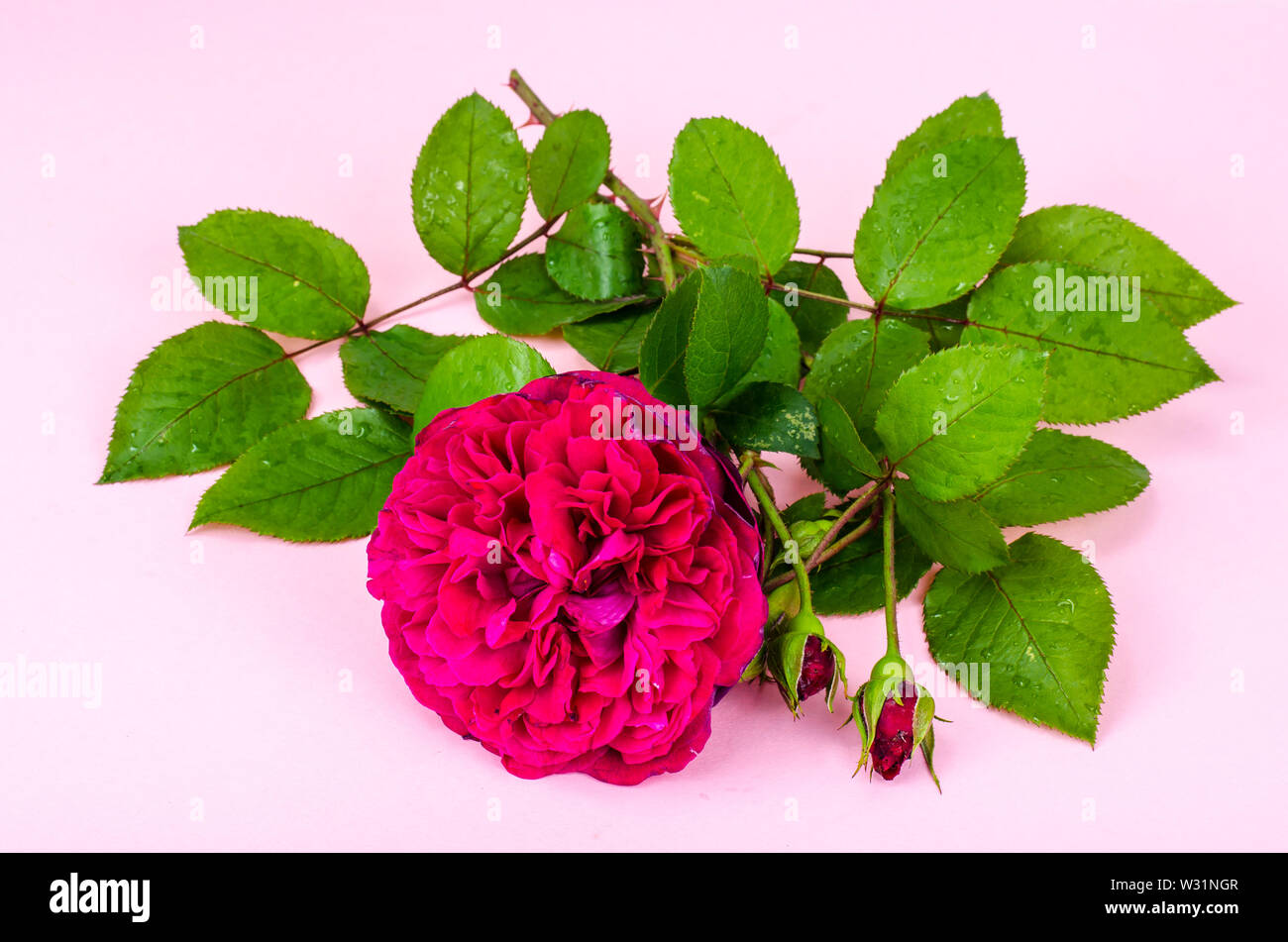 Moody bush pink rose hi-res stock photography and images - Alamy