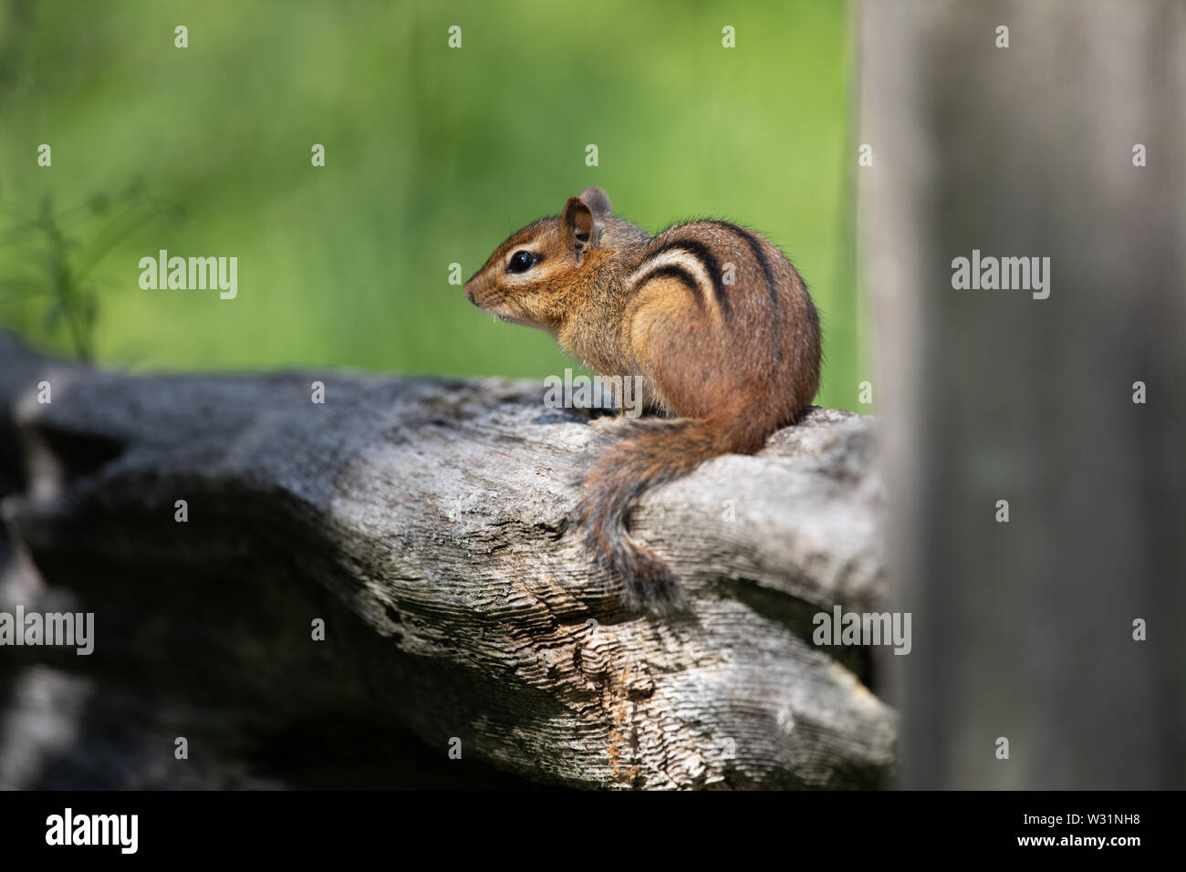 Mammals Rodents Single Solitary Small Eastern Chipmunk Resting Wooden ...