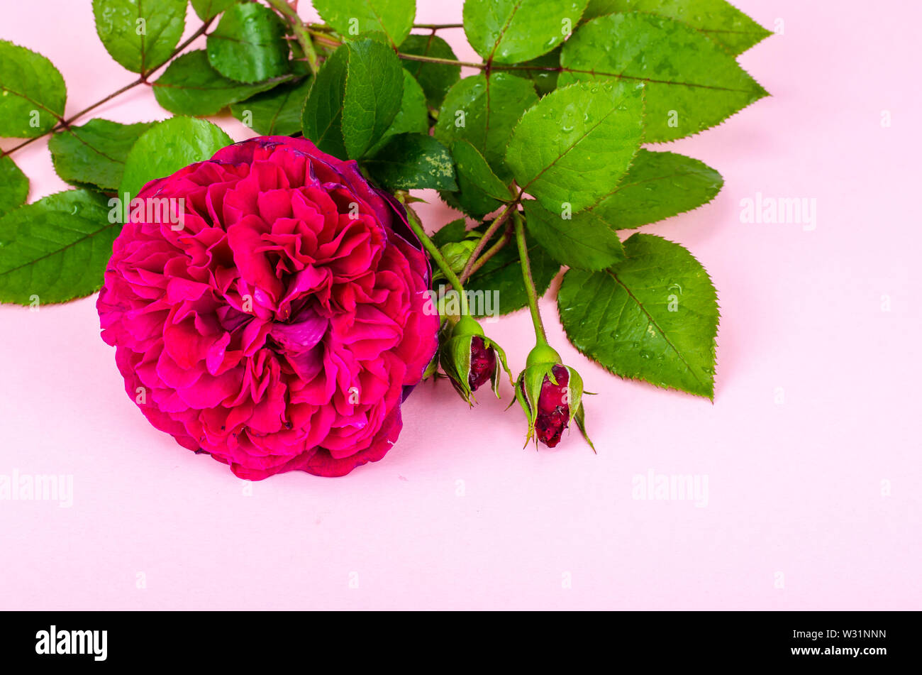Dark pink rose hi-res stock photography and images - Alamy