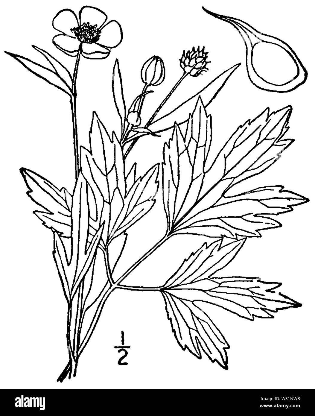 Ranunculus hispidus var nitidus BB-1913 Stock Photo - Alamy