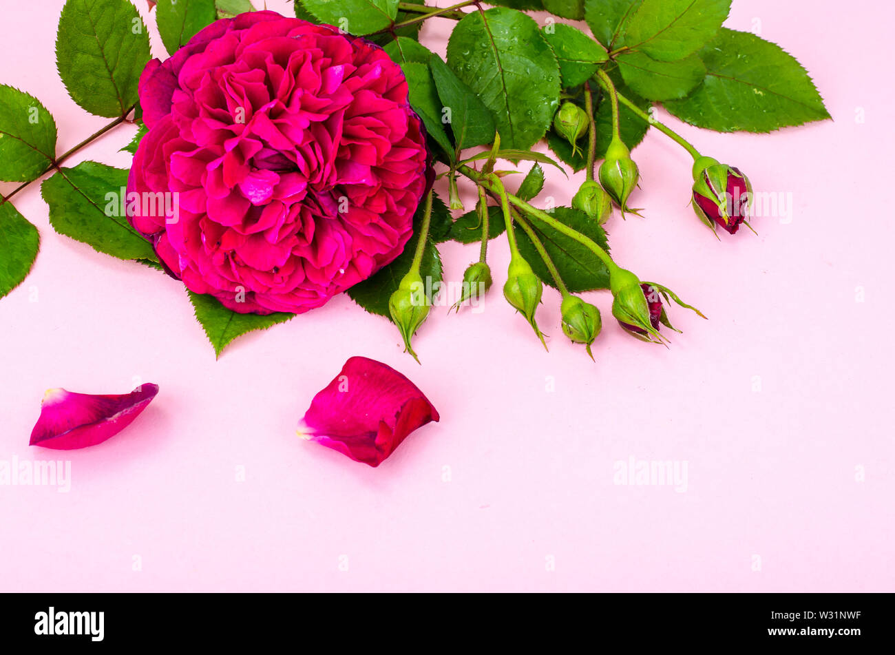 Branch of dark pink rose flower Stock Photo - Alamy