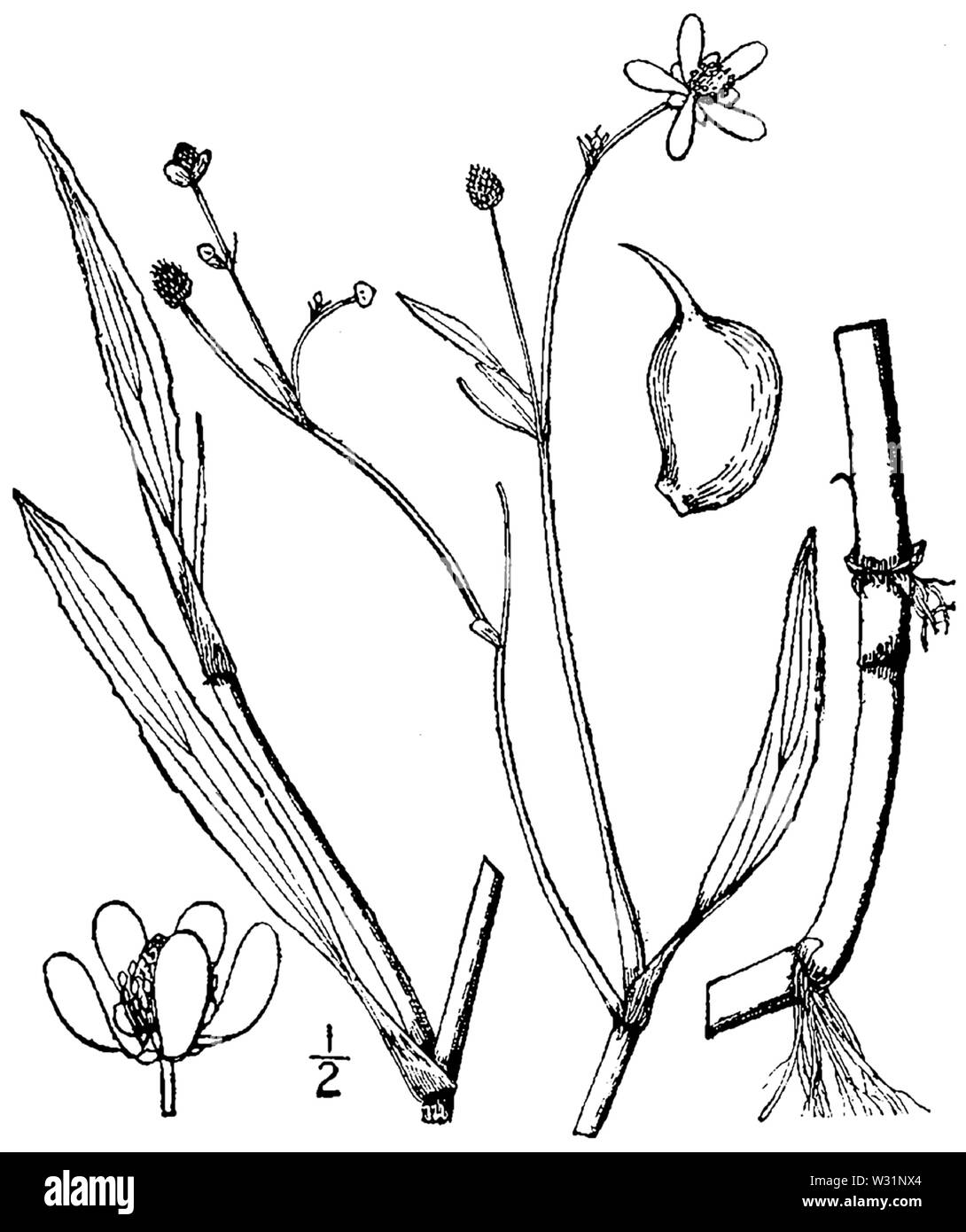 Ranunculus ambigens drawing Stock Photo - Alamy