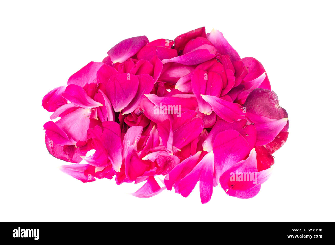 Dark background rose bud fresh red color flower Cut Out Stock Images ...