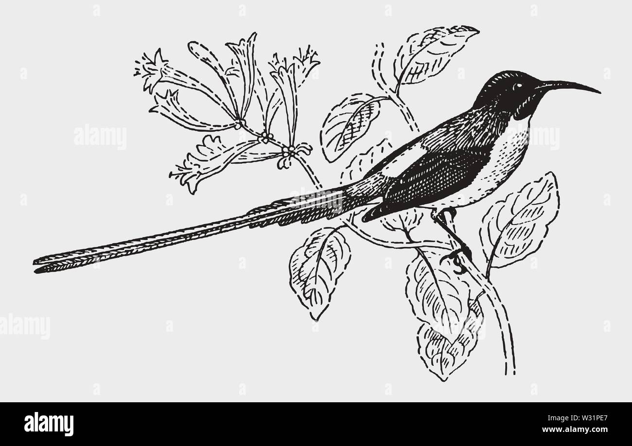 Fire-tailed sunbird (aethopyga ignicauda) sitting on a branch ...