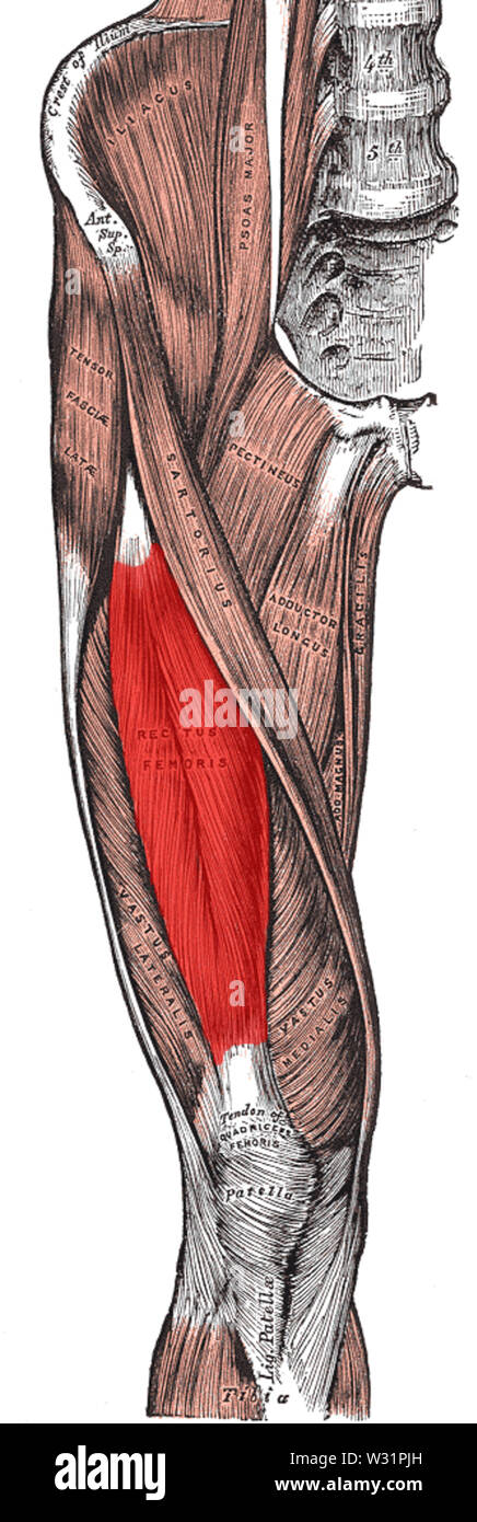 Rectus femoris hi-res stock photography and images - Alamy