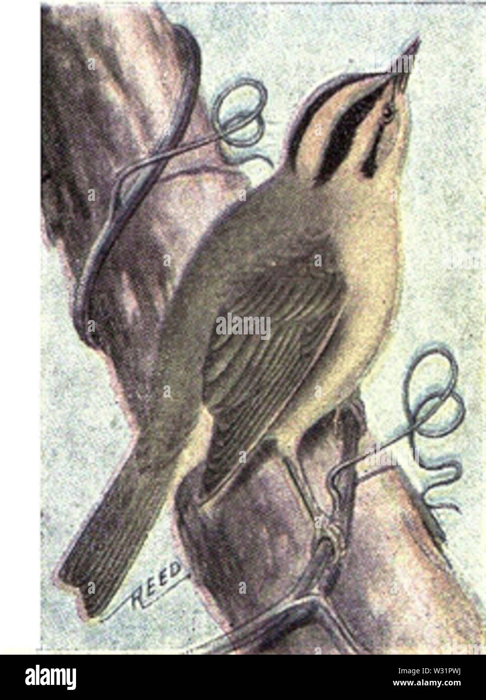 Native wren hi-res stock photography and images - Alamy