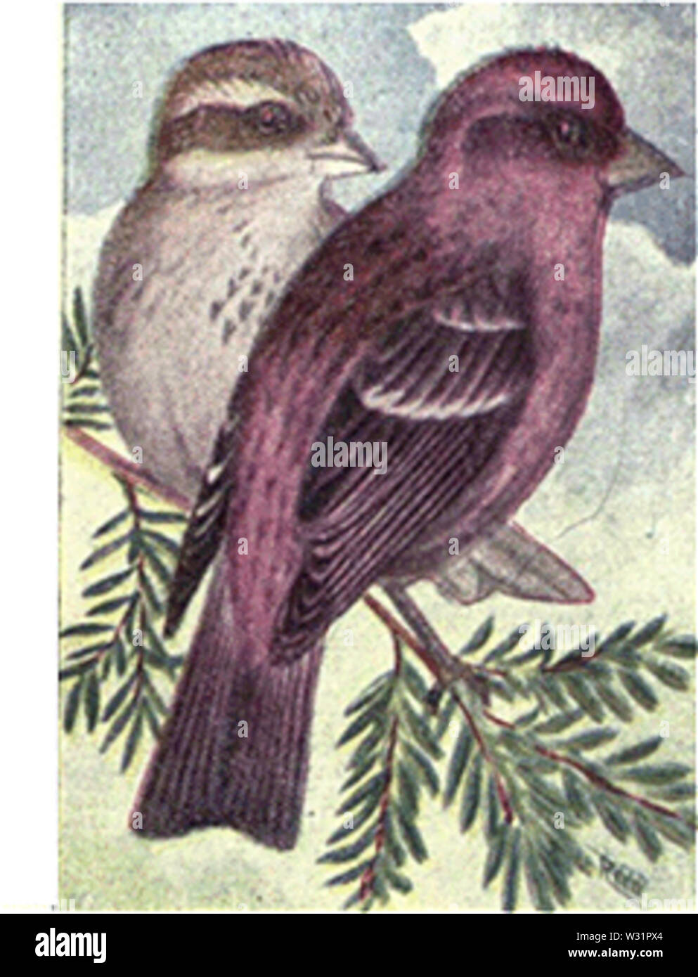Reed finch hi-res stock photography and images - Alamy