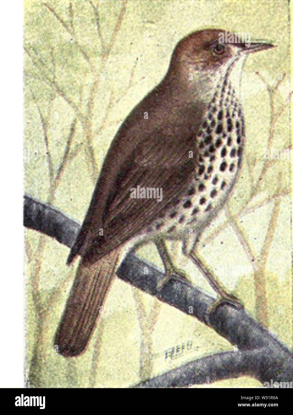 Reed thrush hi-res stock photography and images - Alamy