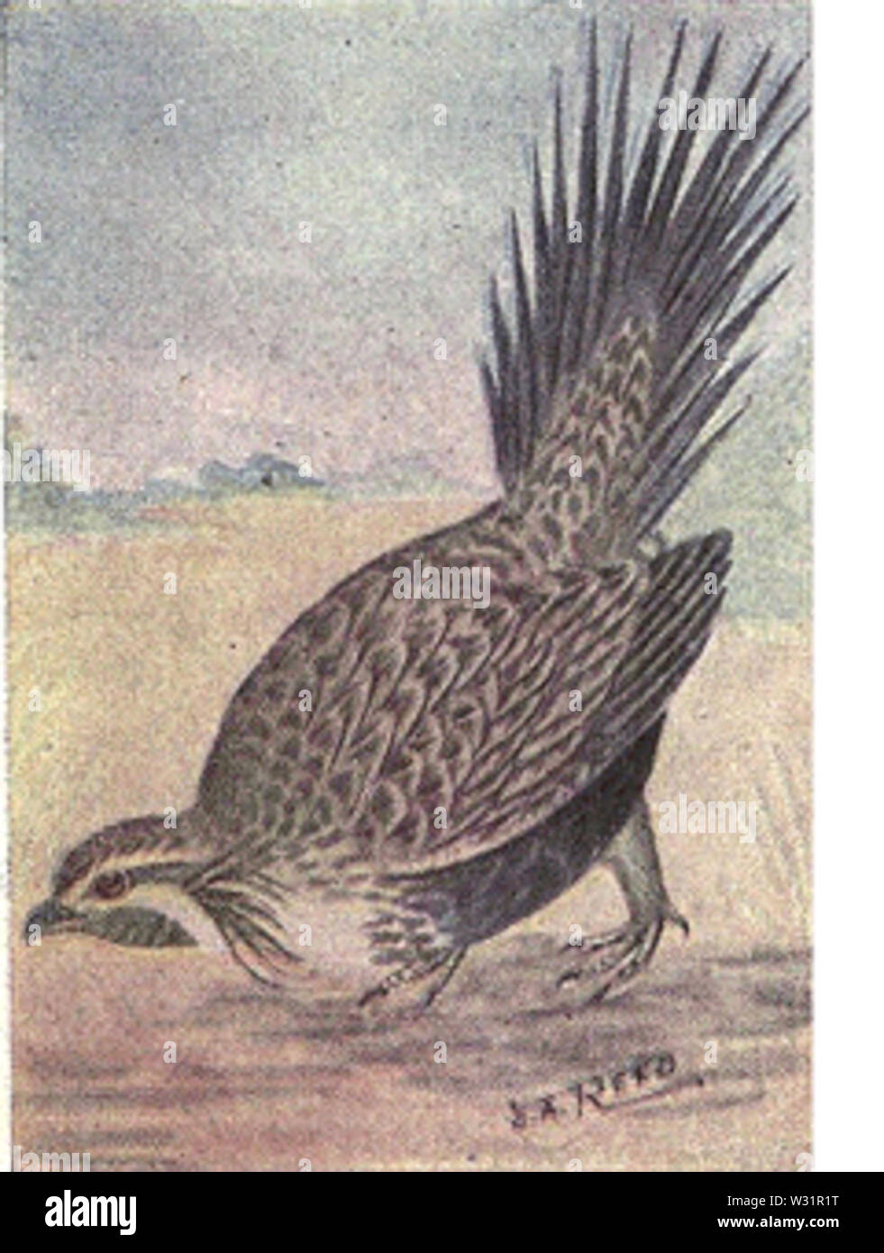 Sage hen hi-res stock photography and images - Alamy