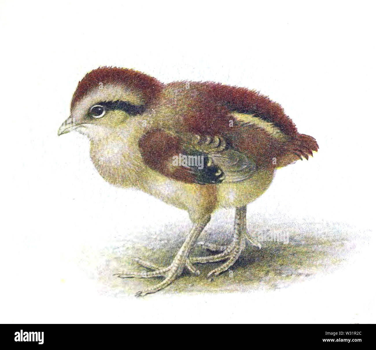 Reevess pheasant Cut Out Stock Images & Pictures - Alamy