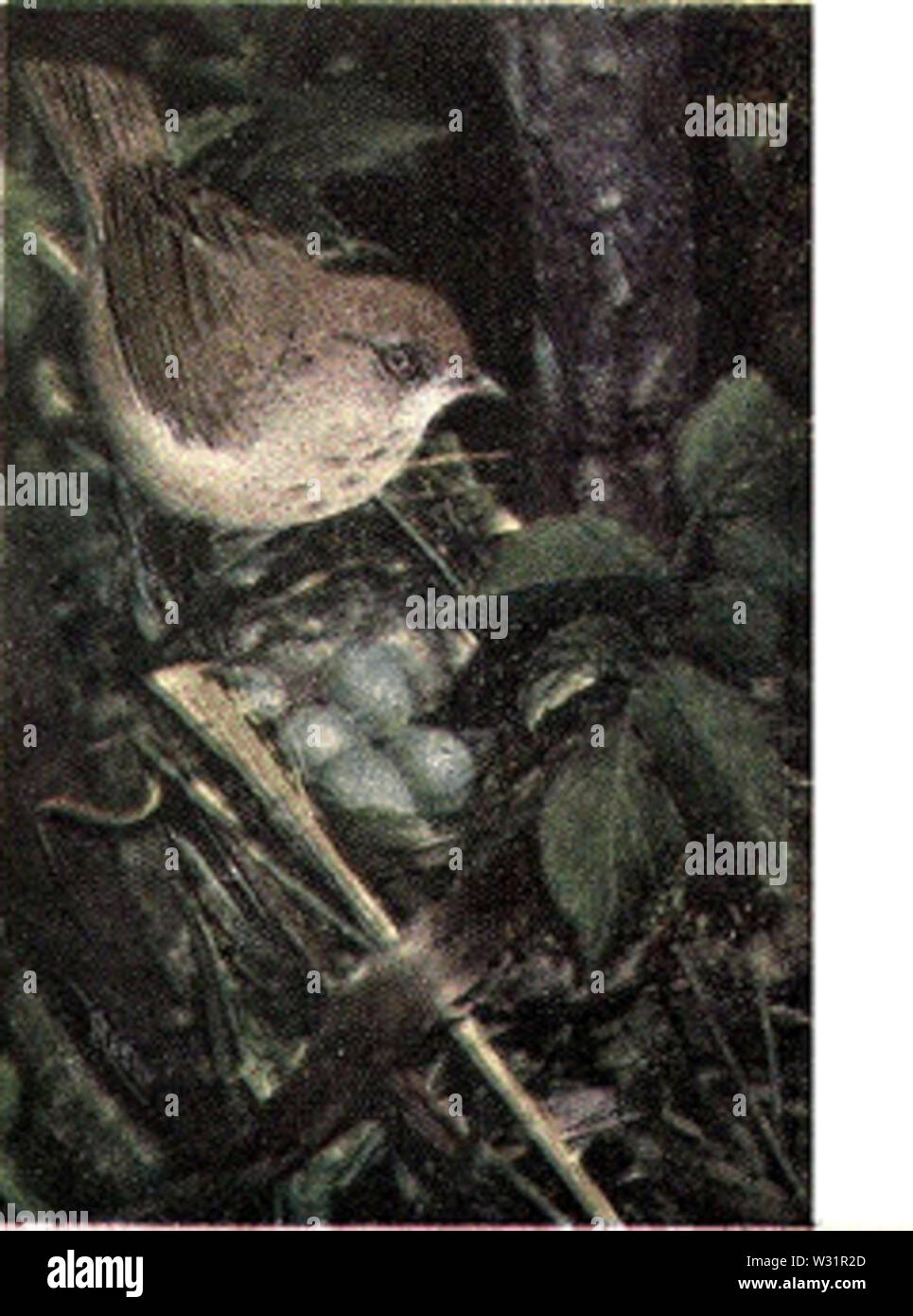 Reed thrush hi-res stock photography and images - Alamy