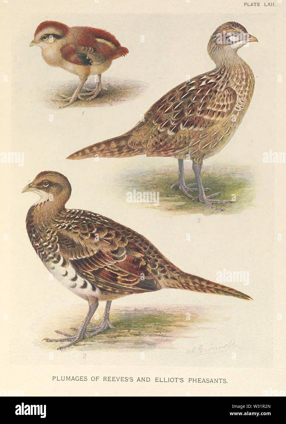 Elliots pheasant hi-res stock photography and images - Alamy