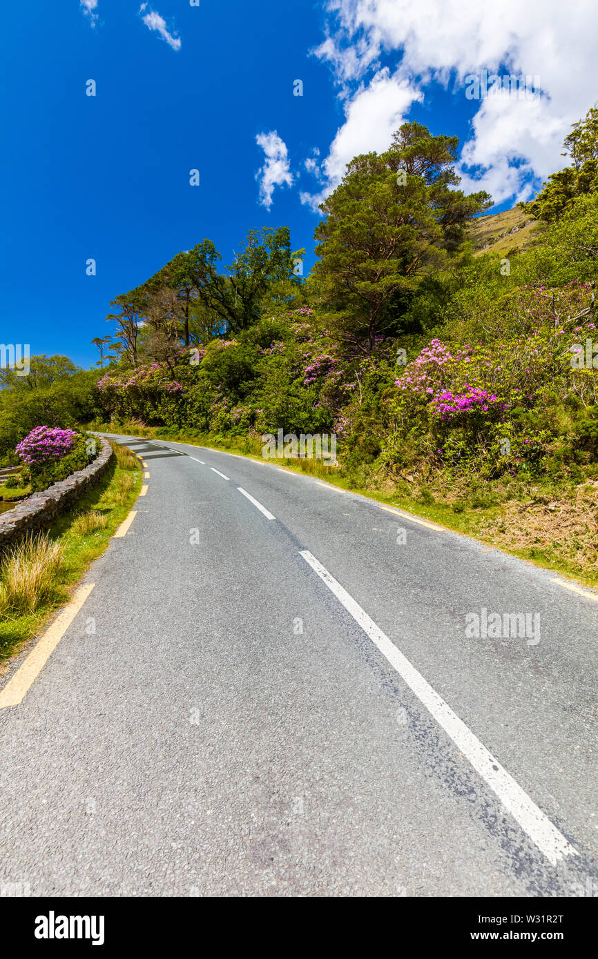 Irish road though spring rhododendron bushes in County Mayo Ireland ...