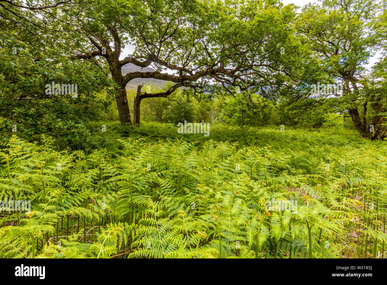 Lush forest ireland hi-res stock photography and images - Alamy