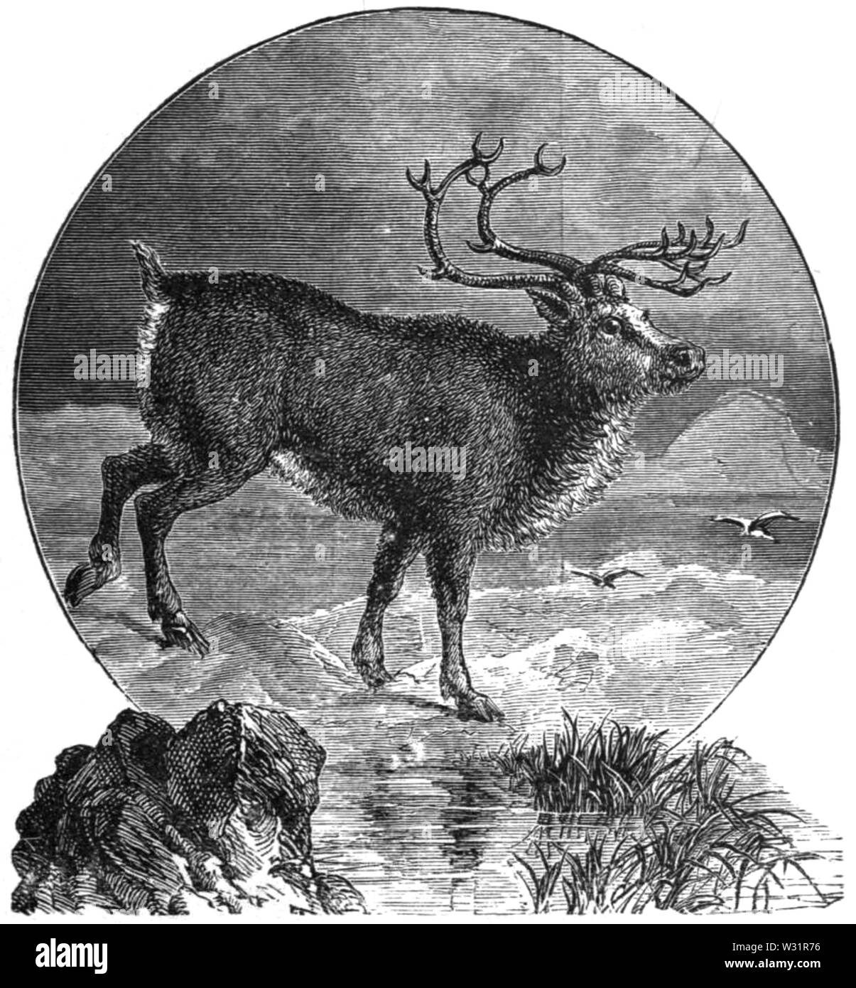 Mammal engraving Black and White Stock Photos & Images - Alamy