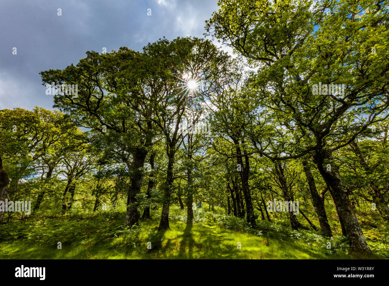 Irish forest trees hi-res stock photography and images - Alamy