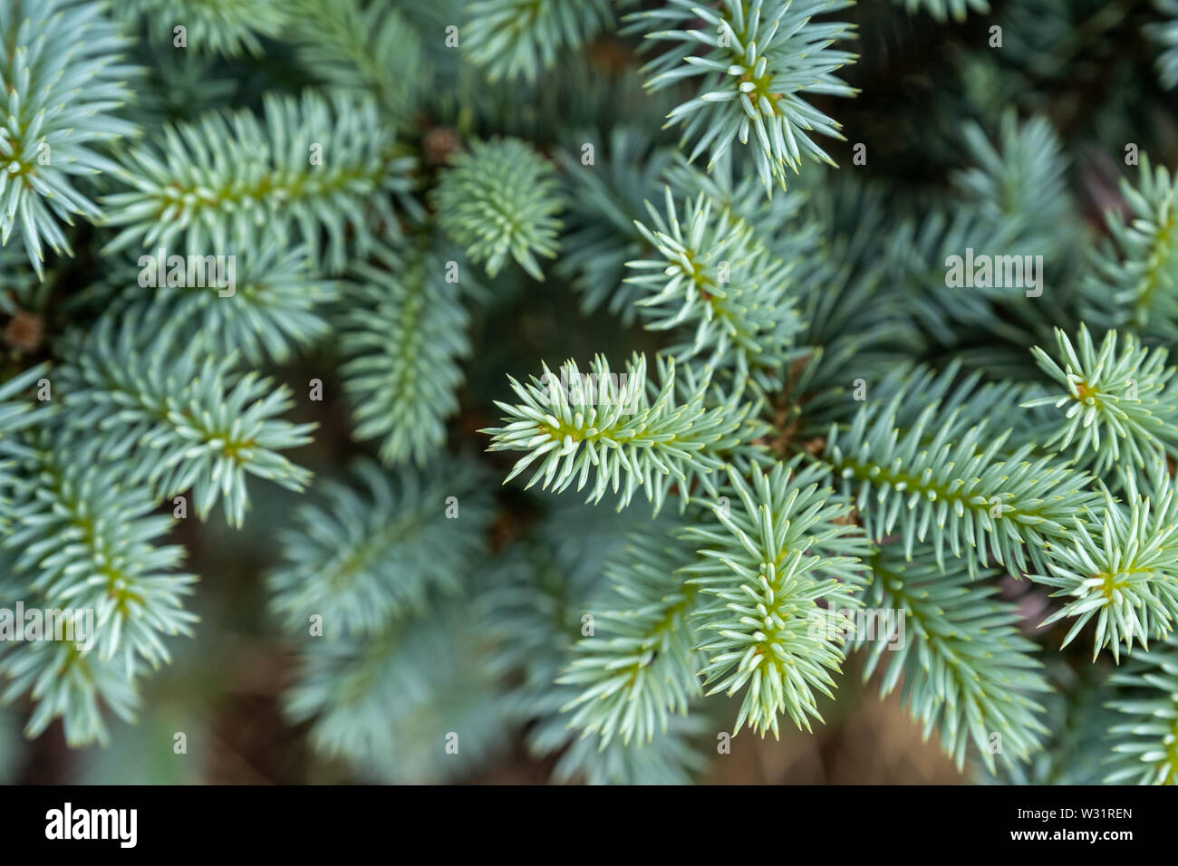 Fir in spring hi-res stock photography and images - Alamy