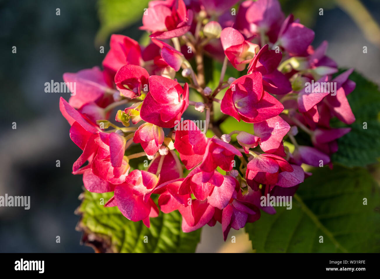 Hydrangea macrophylla red baron hi-res stock photography and images - Alamy