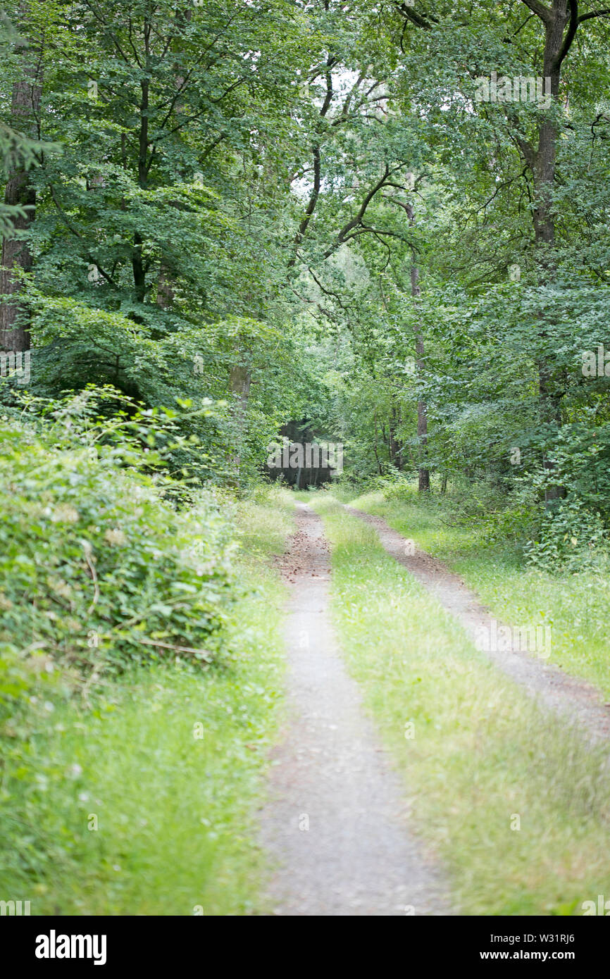 Walking on german forest endless wild road trippy day background fine ...