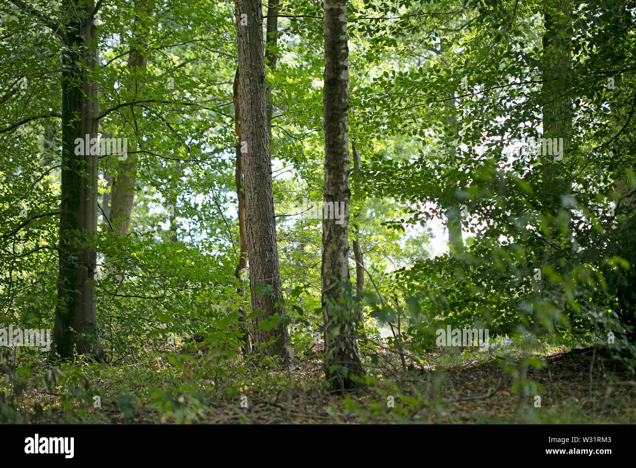 Walking on german forest endless wild road trippy day background fine ...