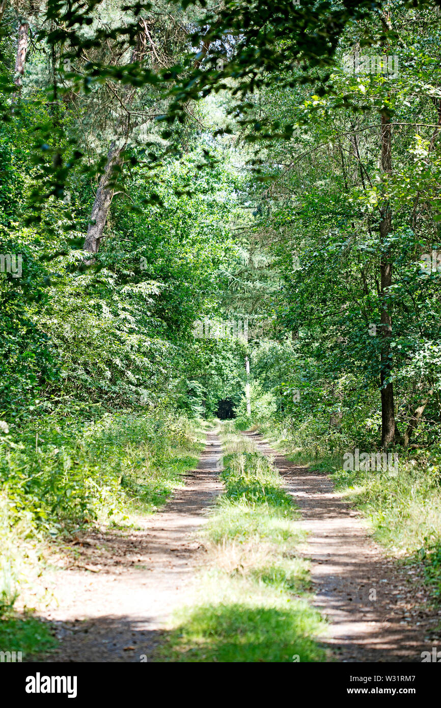 Walking on german forest endless wild road trippy day background fine ...