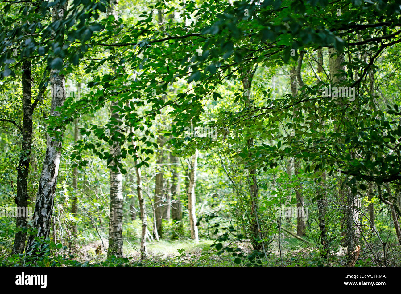 Walking on german forest endless wild road trippy day background fine ...