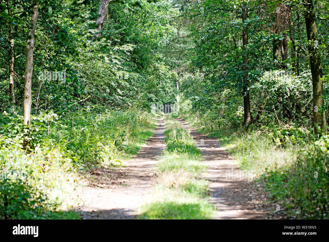 Walking on german forest endless wild road trippy day background fine ...