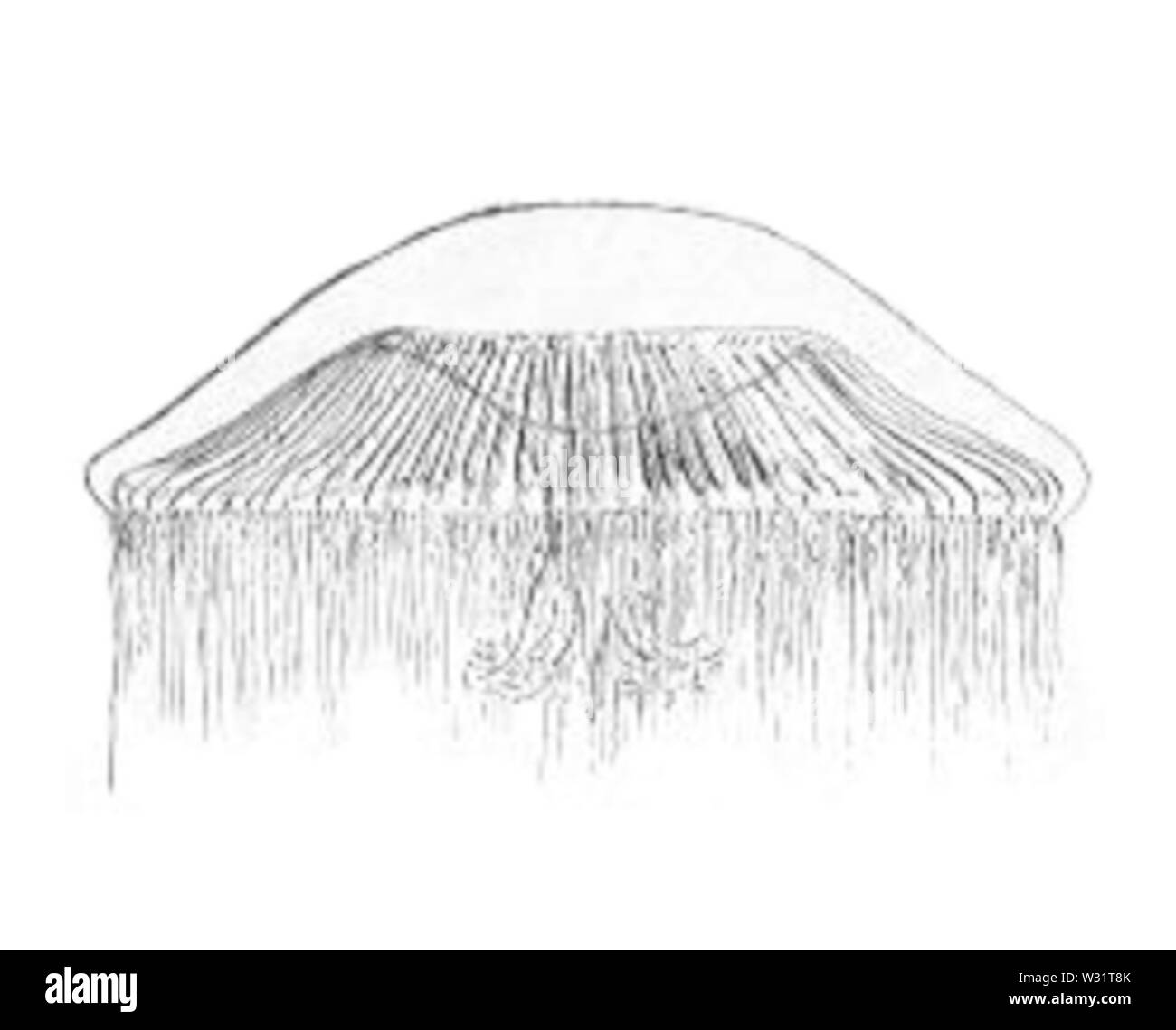 Atlanticum Black and White Stock Photos & Images - Alamy