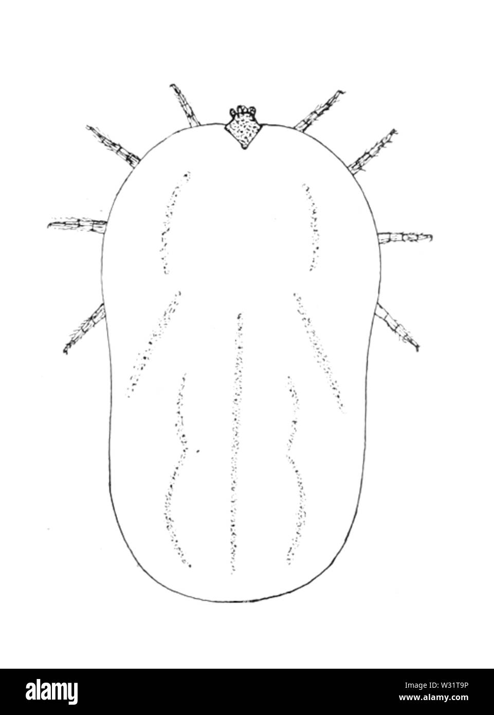Rhipicephalus annulatus female Stock Photo - Alamy