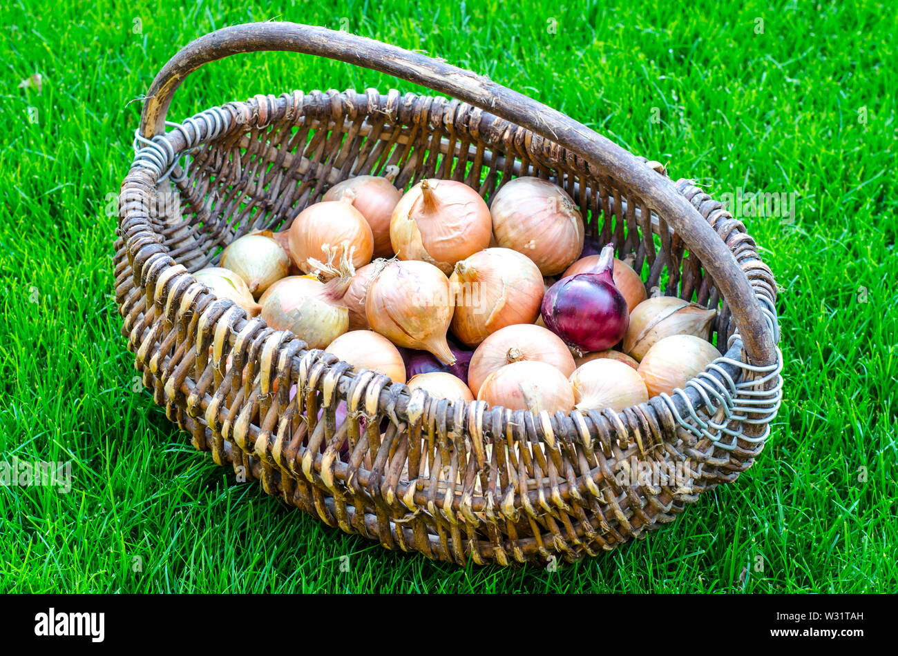 Vegetable vintage hi-res stock photography and images - Alamy