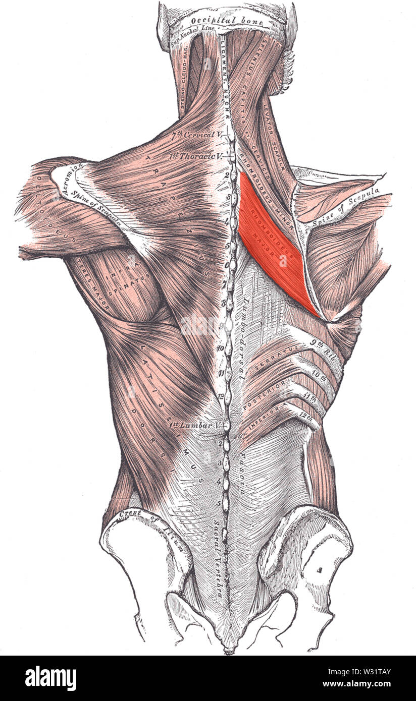 Rhomboideus hi-res stock photography and images - Alamy
