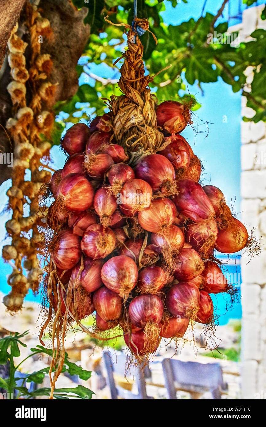 A bunch of red onions hanging from a fig tree branch in the background ...