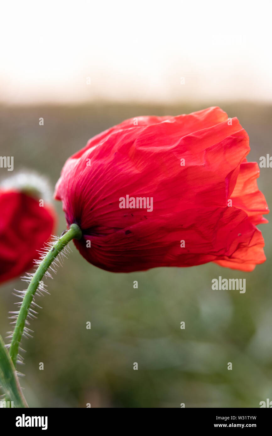 Poppy flower head hi-res stock photography and images - Alamy