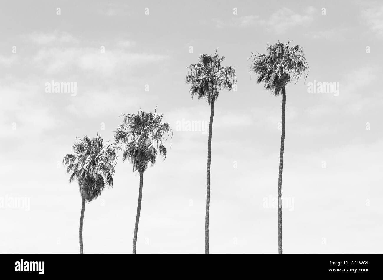 Black and white toned four Palm trees with sky background Stock Photo ...