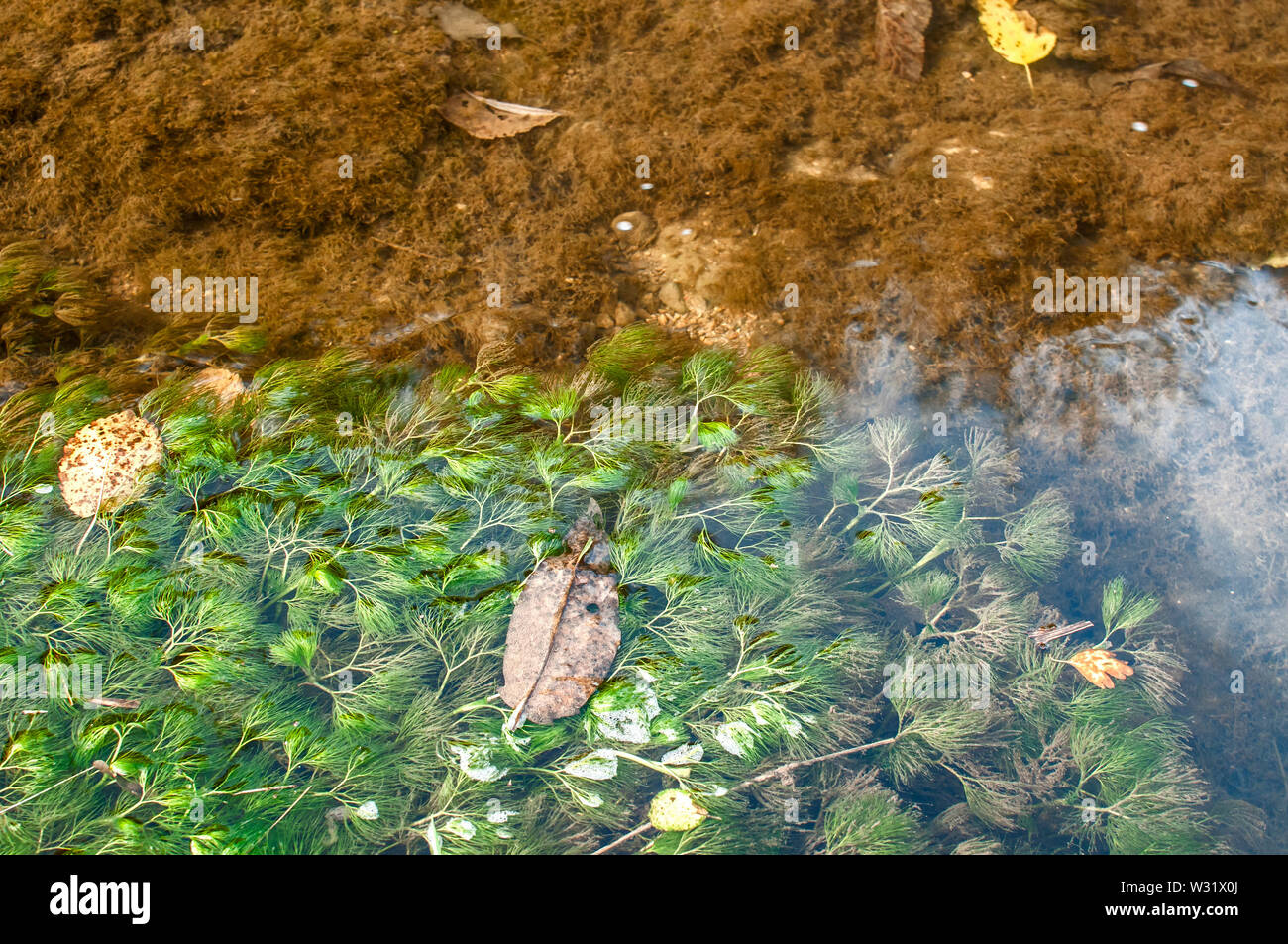 Submerged freshwater algae plant blooming in small river closeup as ...