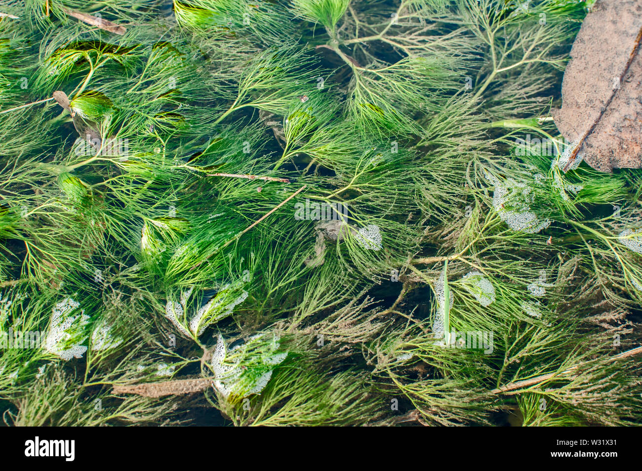 Freshwater algae hi-res stock photography and images - Alamy