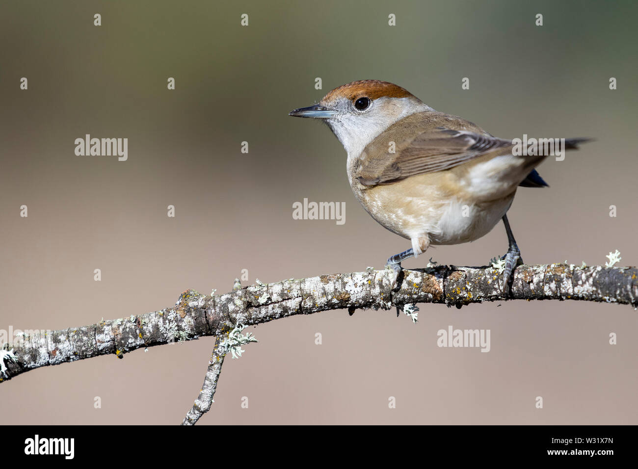 Female blackcap hi-res stock photography and images - Alamy