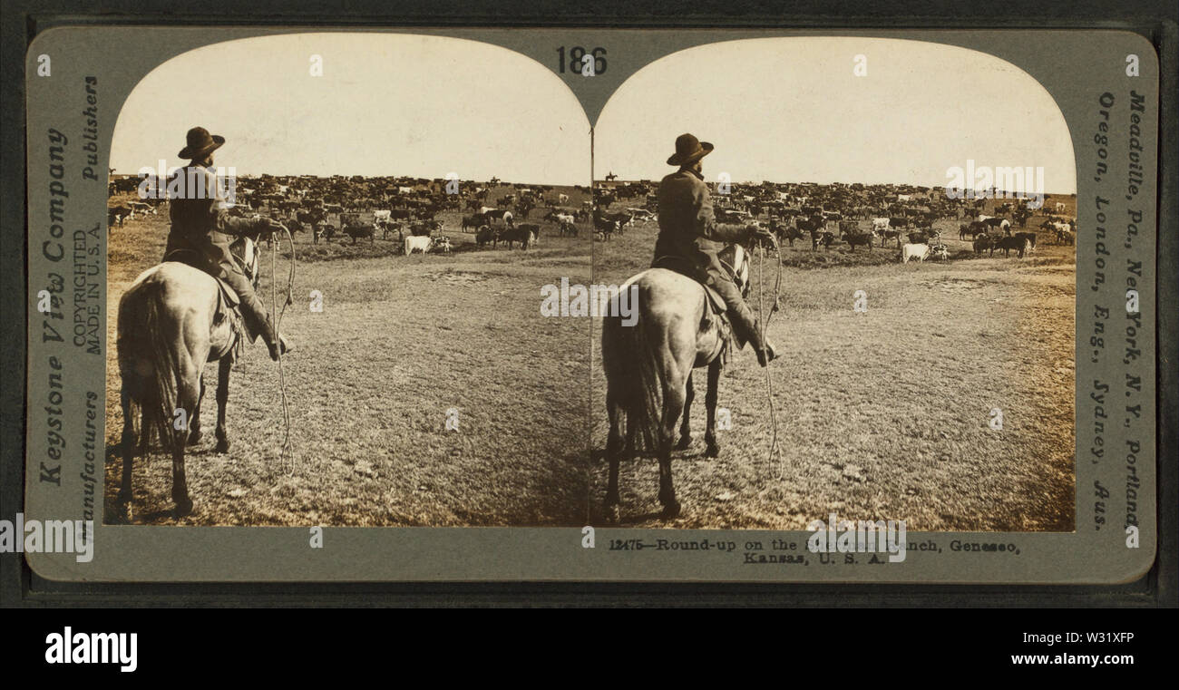 Round Up On The Sherman Ranch Geneseo Kansas Usa By Keystone View