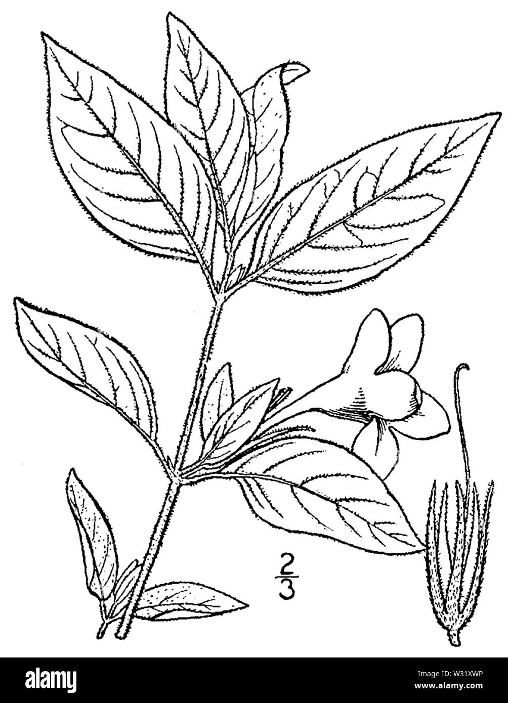 Botanical illustration of Ruellia caroliniensis from 1913 Stock Photo ...