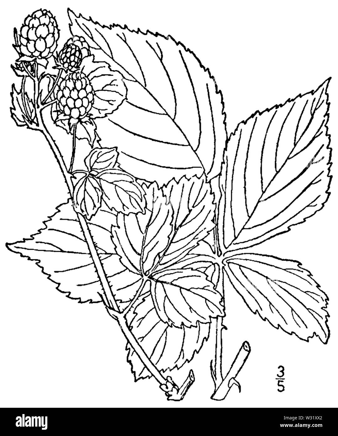 Frondosus hi-res stock photography and images - Alamy