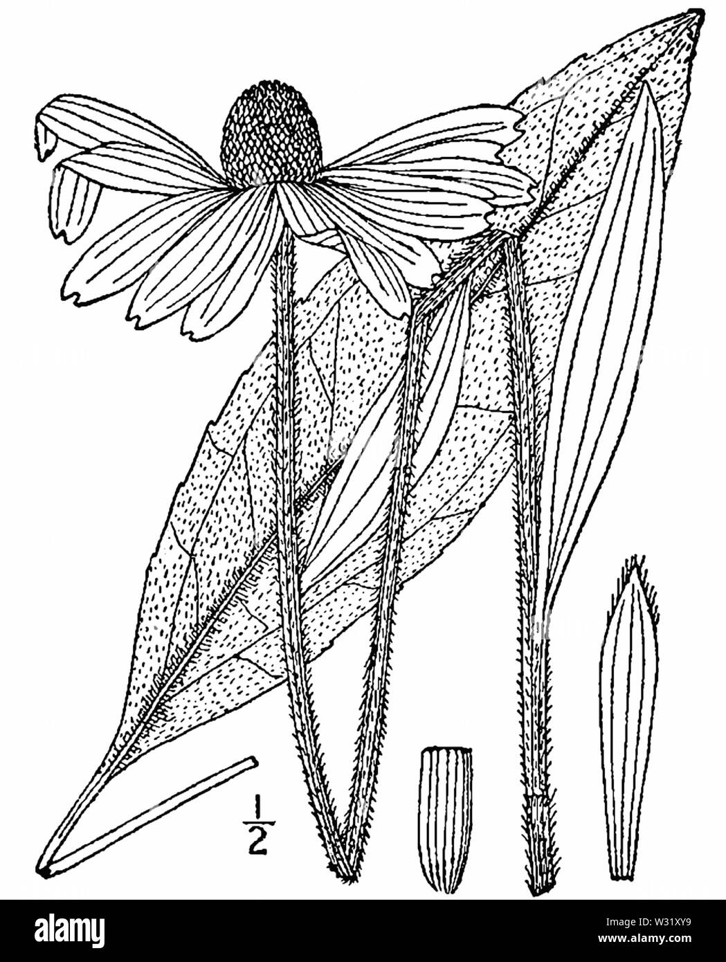 Yellow center line Cut Out Stock Images & Pictures - Alamy