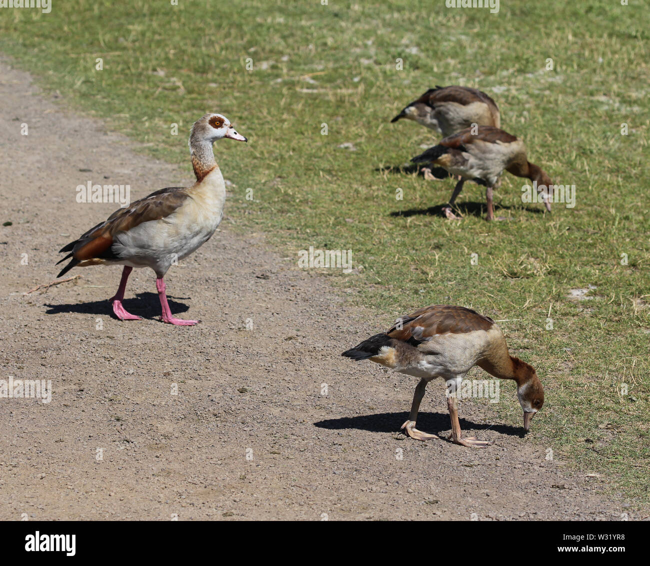 Egyptian goose eating grass hi-res stock photography and images - Alamy