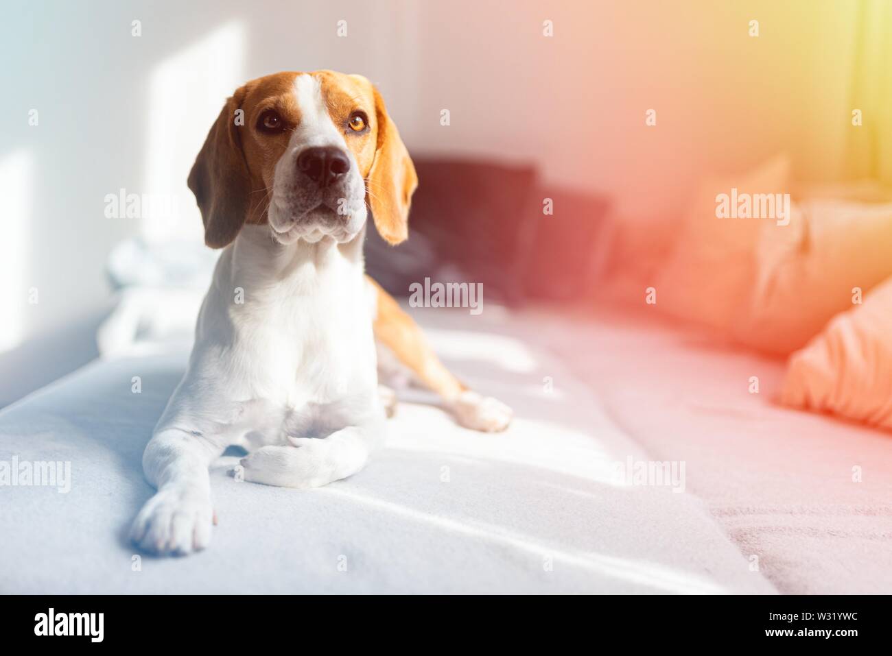 Beagle lying down on sofa in bright room and waiting. Colorful closeup ...