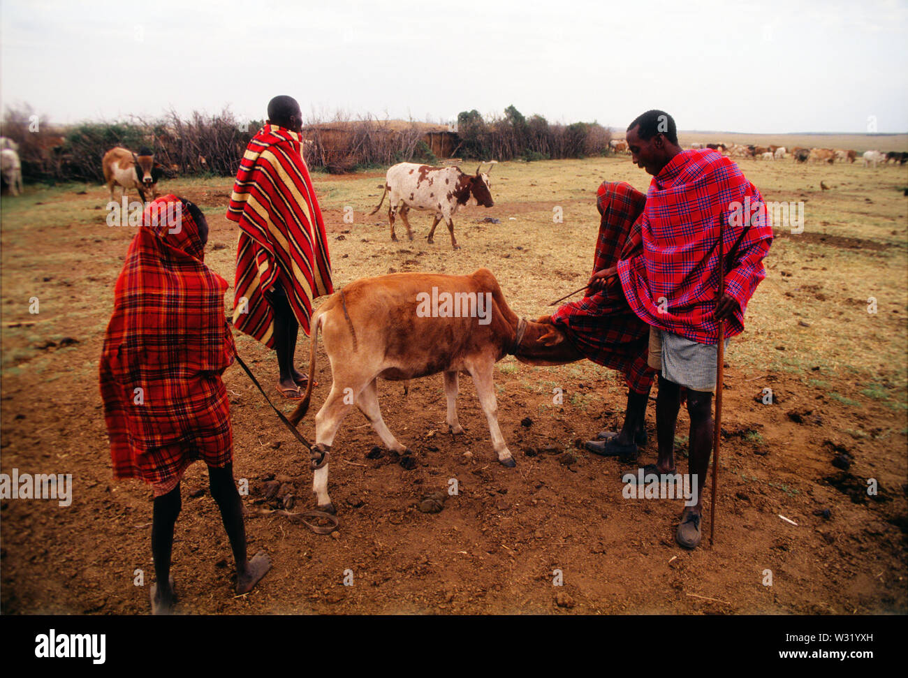 Masai tribesmen taking blood from a cow jugular, they mix it with milk ...