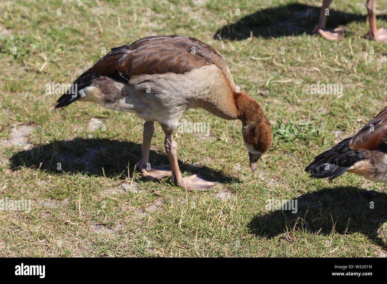Egyptian goose eating grass hi-res stock photography and images - Alamy