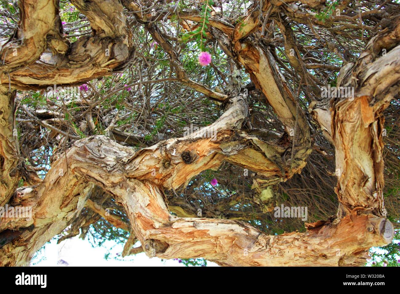 Wicked tree hi-res stock photography and images - Alamy