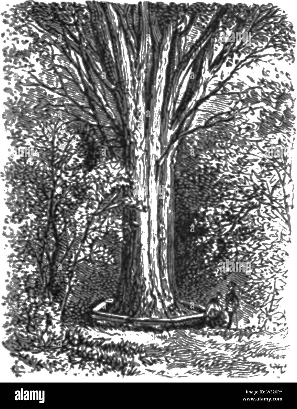 Tree planted Cut Out Stock Images & Pictures - Alamy