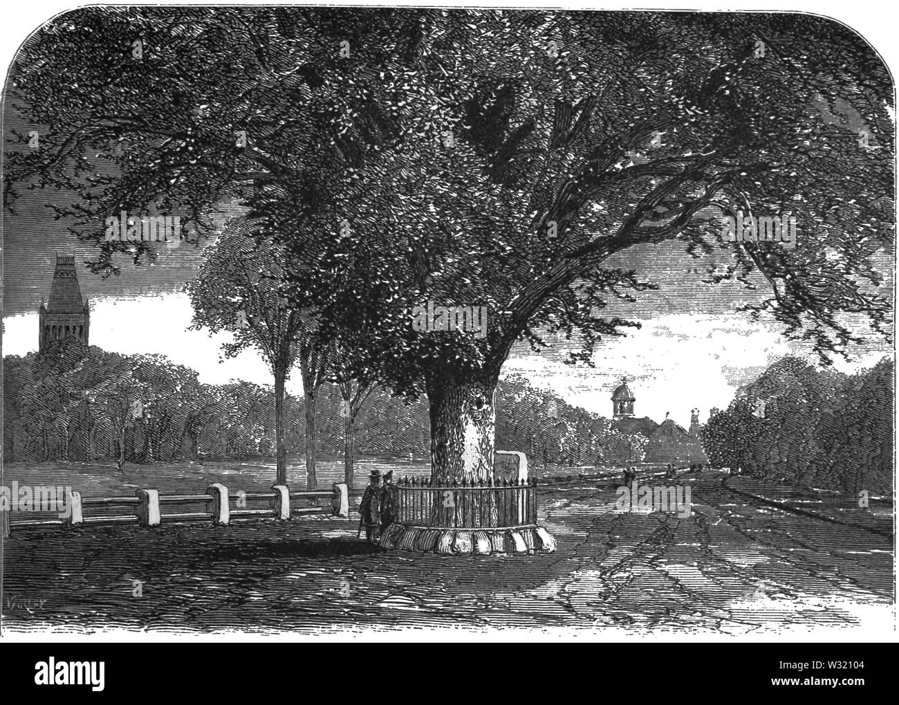 Washington elm hi-res stock photography and images - Alamy